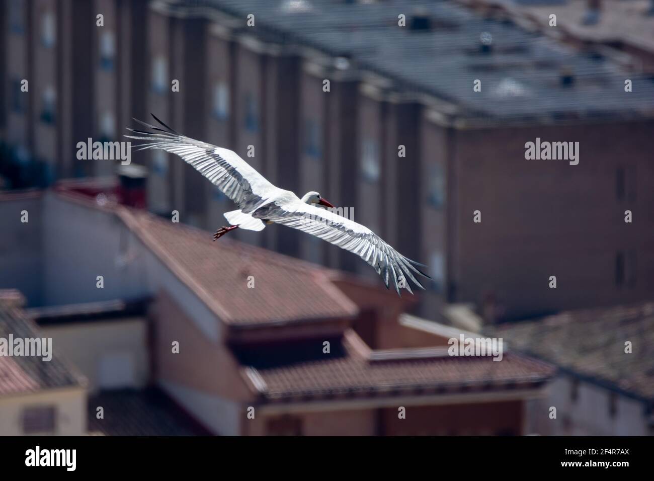 Stork flying above city hi-res stock photography and images - Alamy
