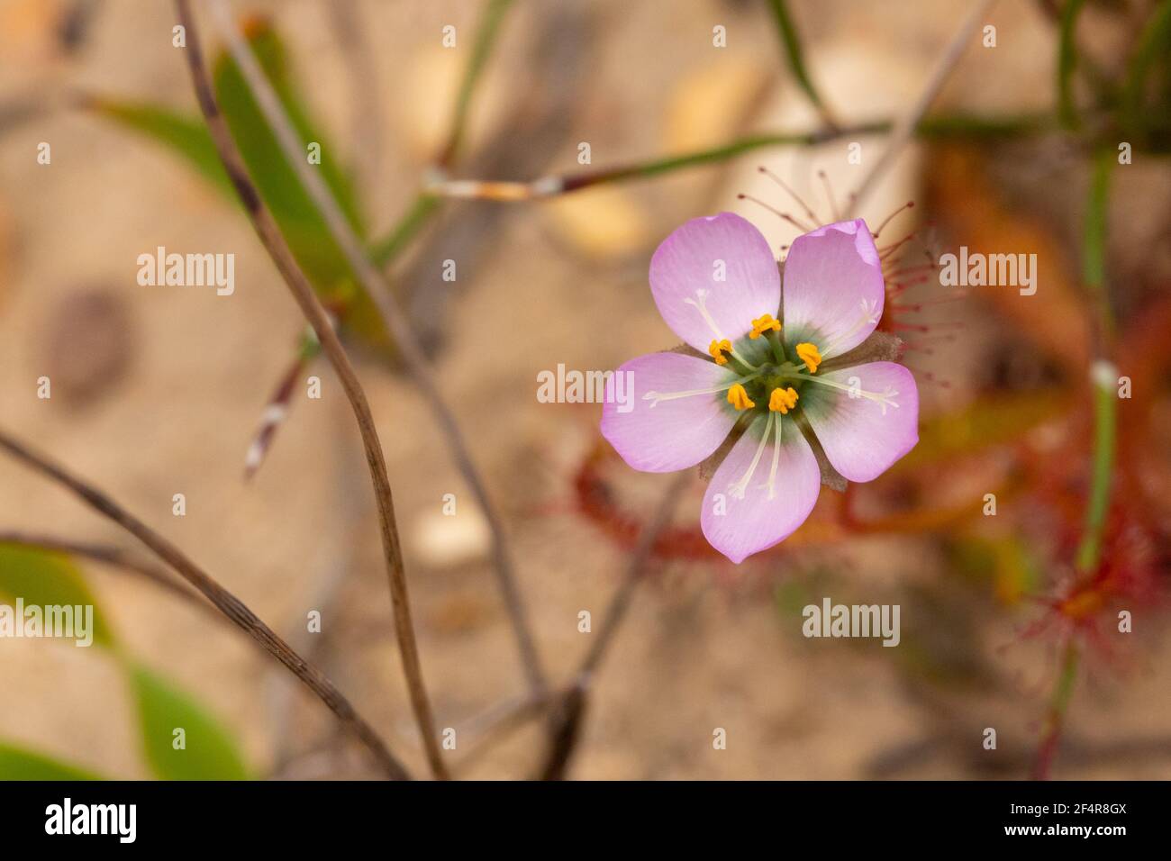 light Pink flower of a Drosera cistiflora (a carnvorous plant from the ...