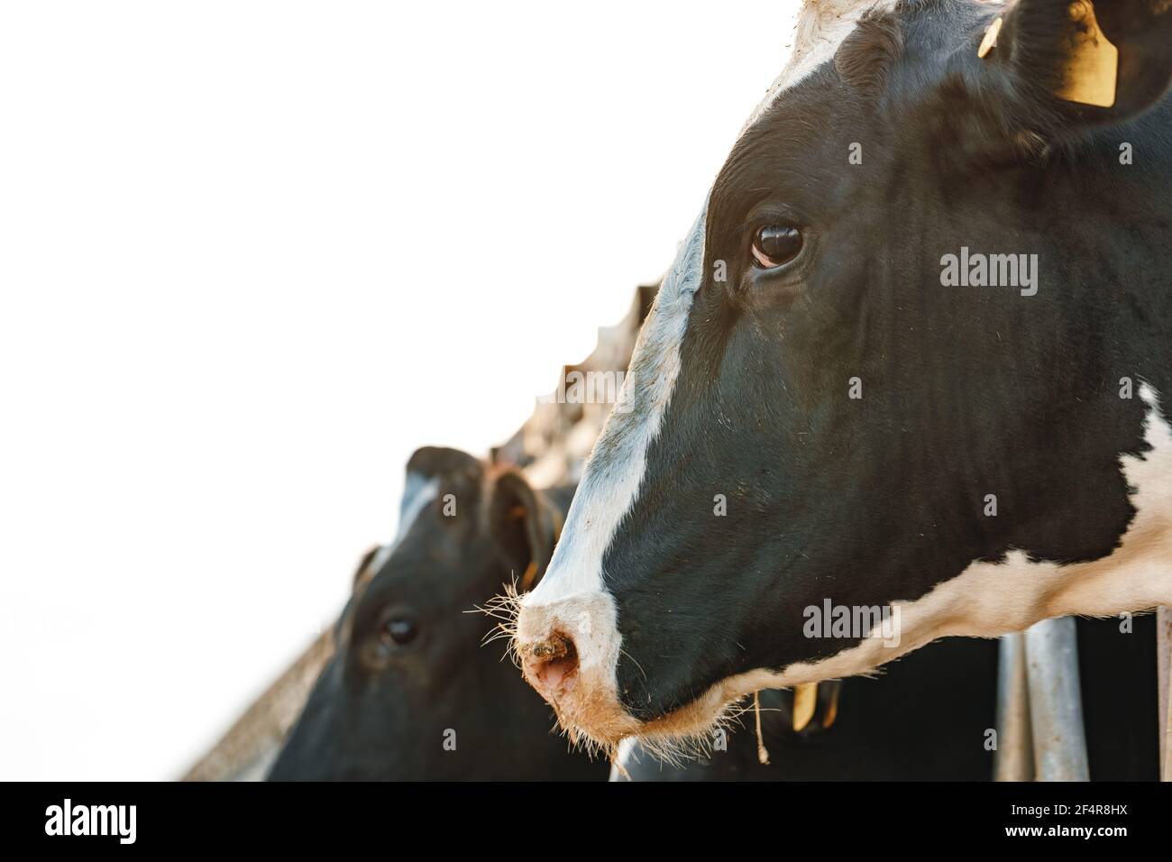 Adult cows standing in a stall on a farm Stock Photo - Alamy