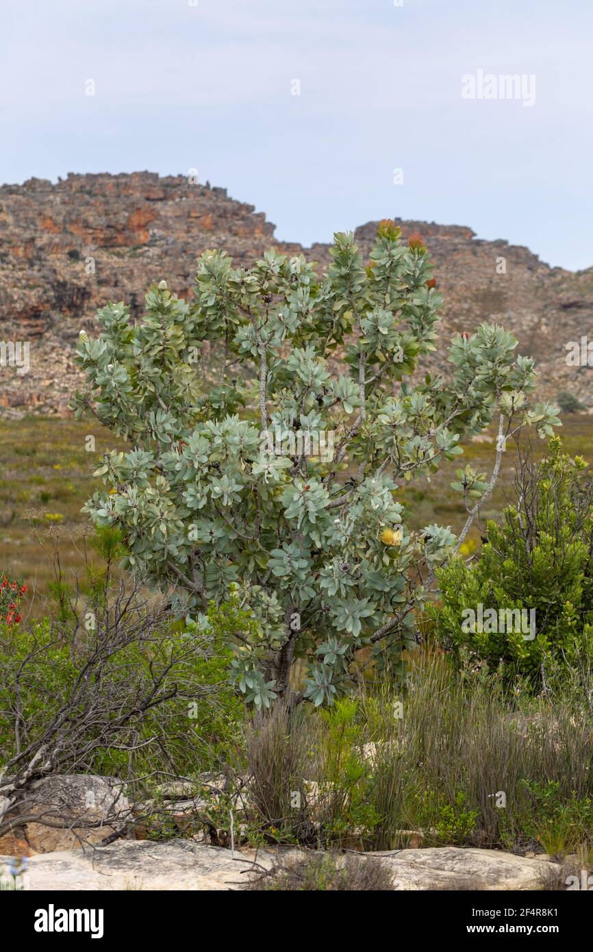 Protea tree hi-res stock photography and images - Alamy