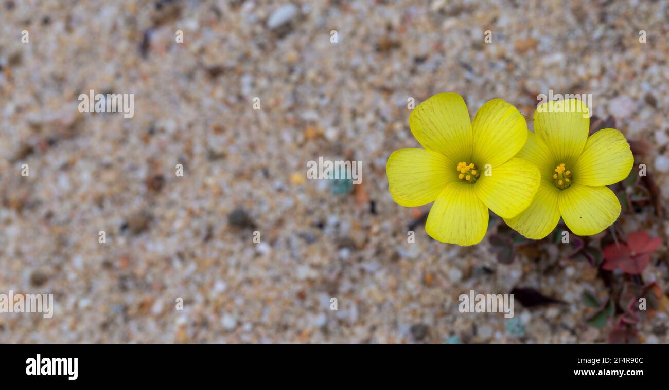 South African Wildflowers: Two yelloe flowers of Oxalis obtusa in the ...