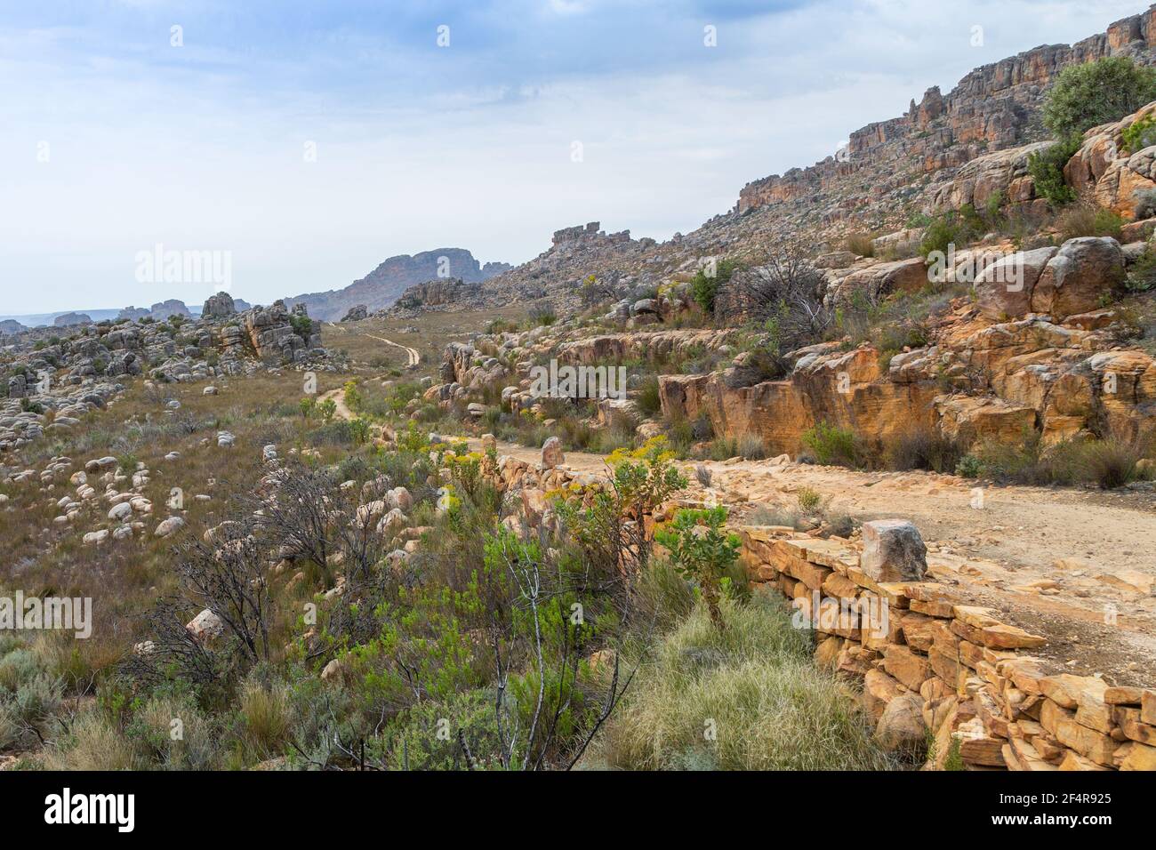 Clanwilliam cedar hi-res stock photography and images - Alamy