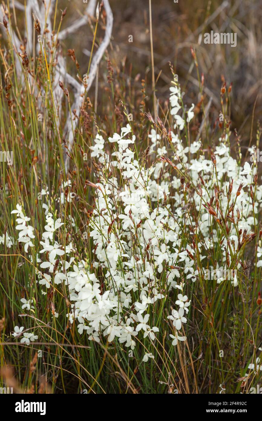 Heliophila juncea seen in natural habitat in the northern Cederberg ...