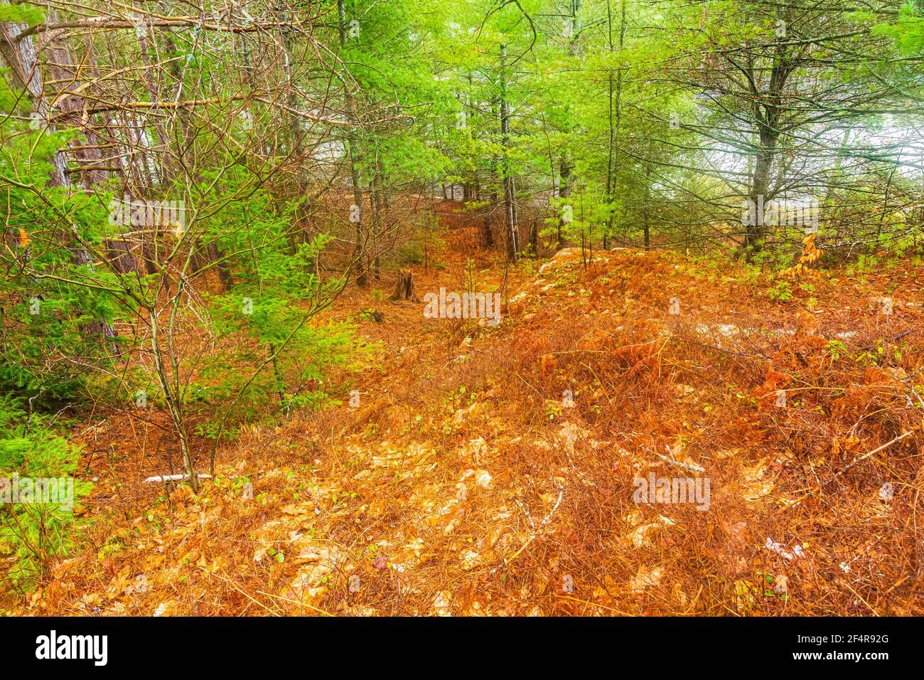 Three Brothers Waterfalls and Conservation Area Kinmount Haliburton ...