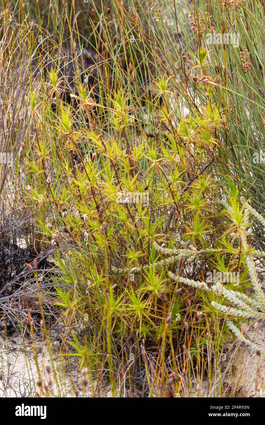 Roridula dentata seen in natural habitat in the Cederberg Mountains in ...