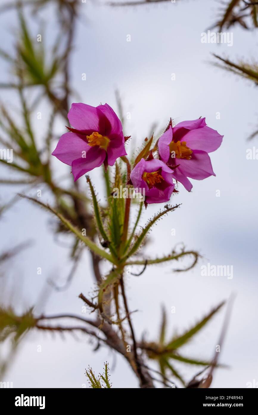 Roridula flower hi-res stock photography and images - Alamy