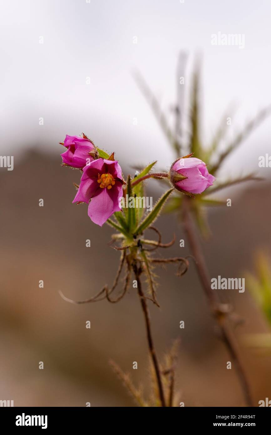 Roridula flower hi-res stock photography and images - Alamy