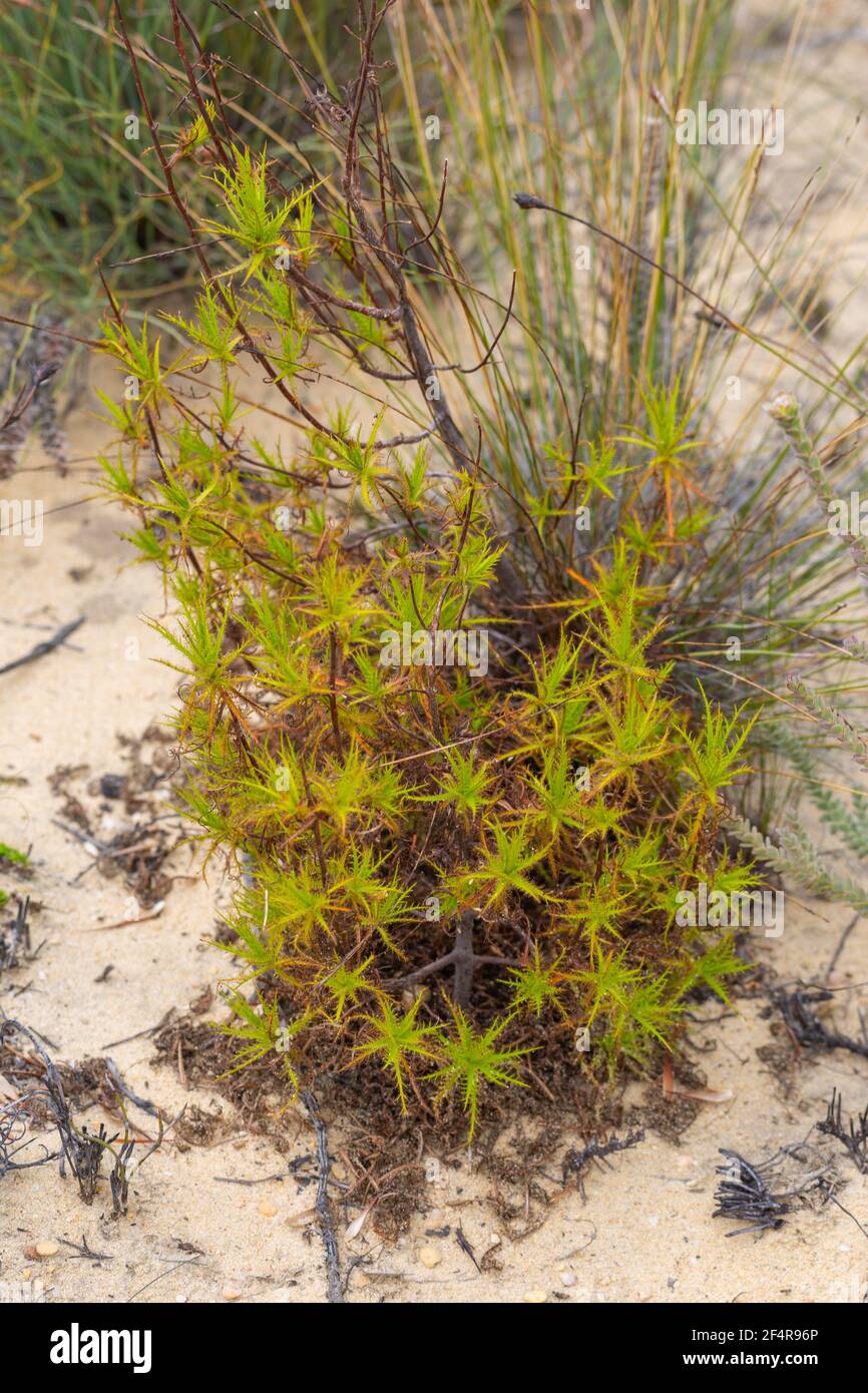 Small plant of Roridula dentata seen in the Cederberg Mountains close ...