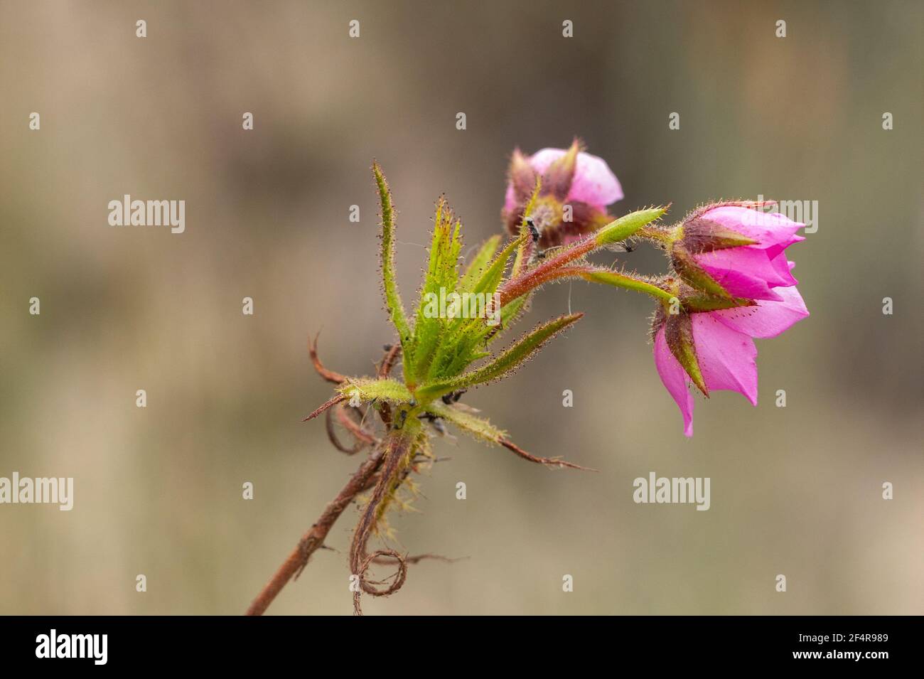 Close-up of a leave with the pink flowers of Roridula dentata, taken in ...