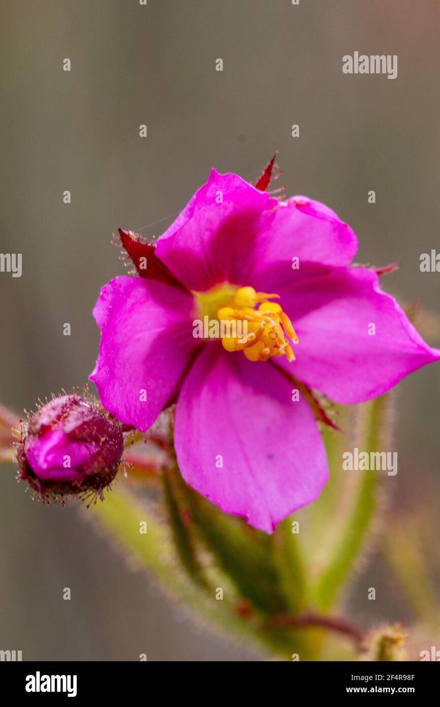 Roridula flower hi-res stock photography and images - Alamy