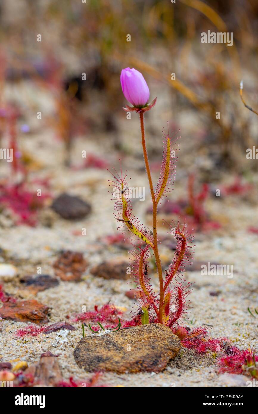 South African Flora: Drosera cistiflora, a carnivorous plant from the ...