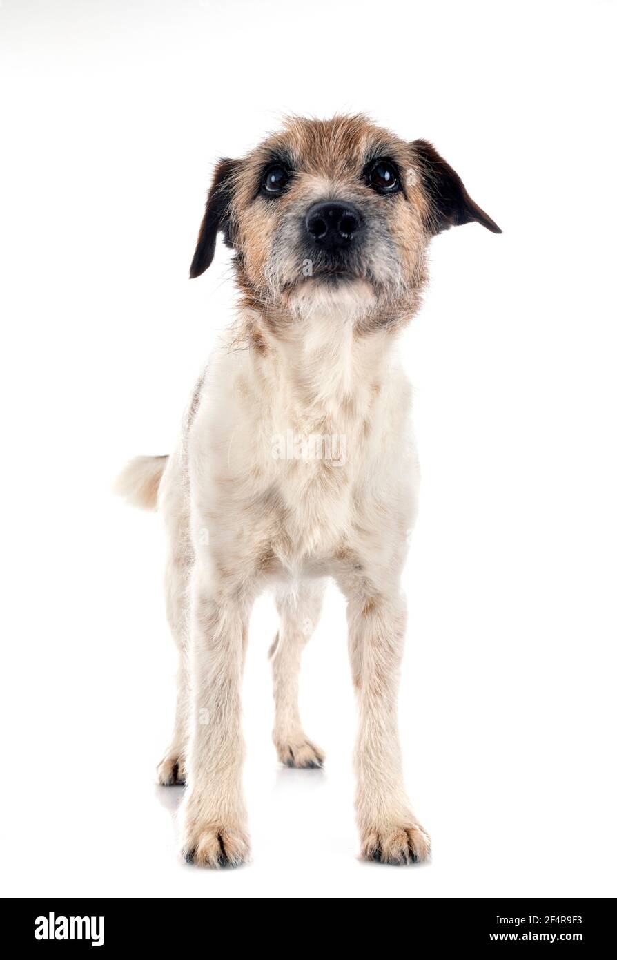 old jack russel terrier in front of white background Stock Photo - Alamy