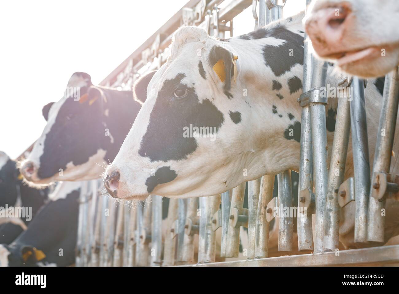 Black and white spotty cows on a farm Stock Photo - Alamy