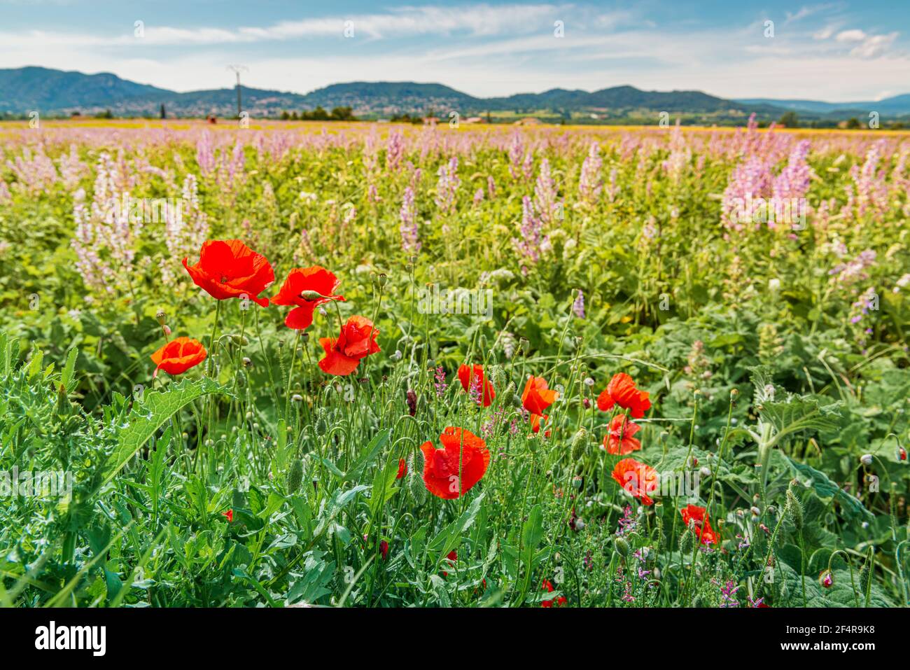 Wildflowers provence france hi-res stock photography and images - Alamy