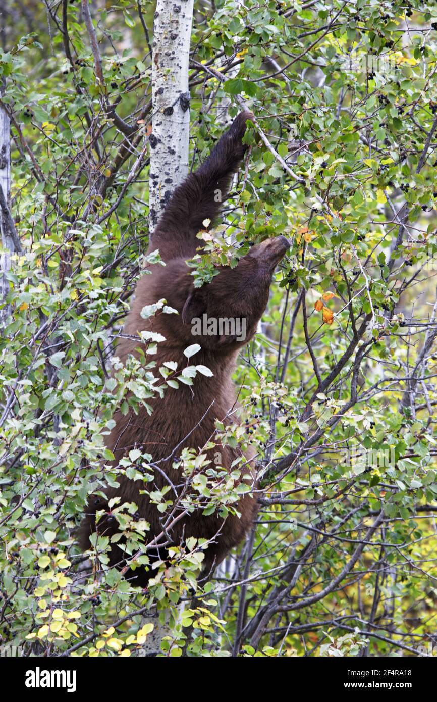 American black bear on tree hi-res stock photography and images - Alamy