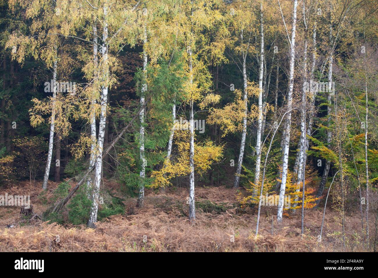 Allerød denmark hi-res stock photography and images - Alamy