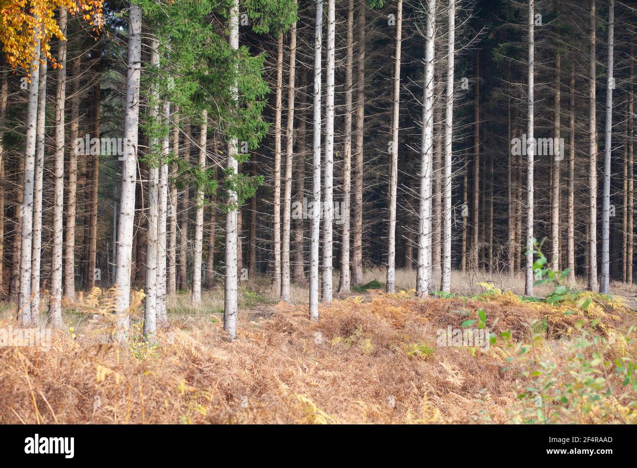 Allerød denmark hi-res stock photography and images - Alamy