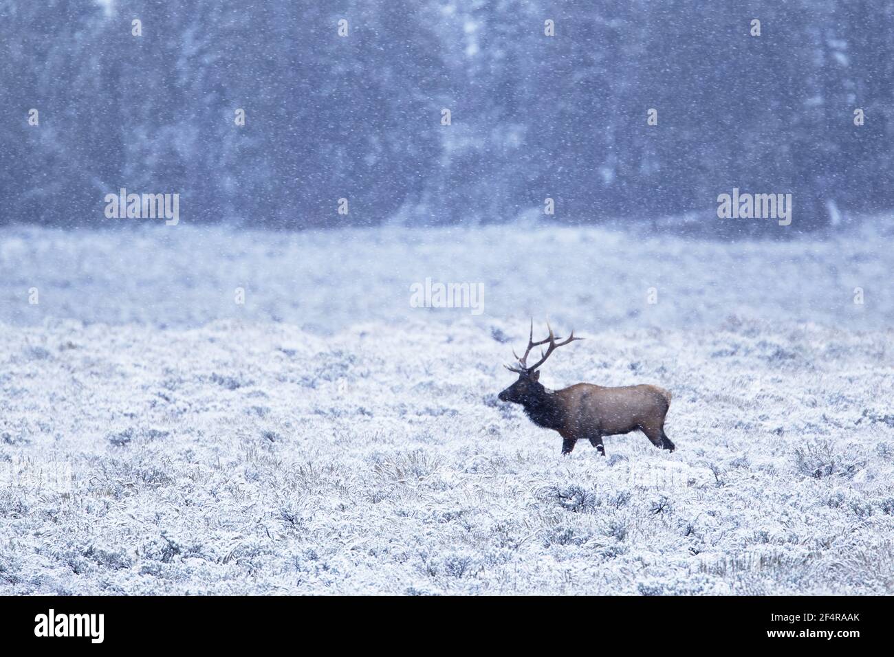 Elk - stag in snowCervus canadensis Grand Tetons National Park Wyoming ...