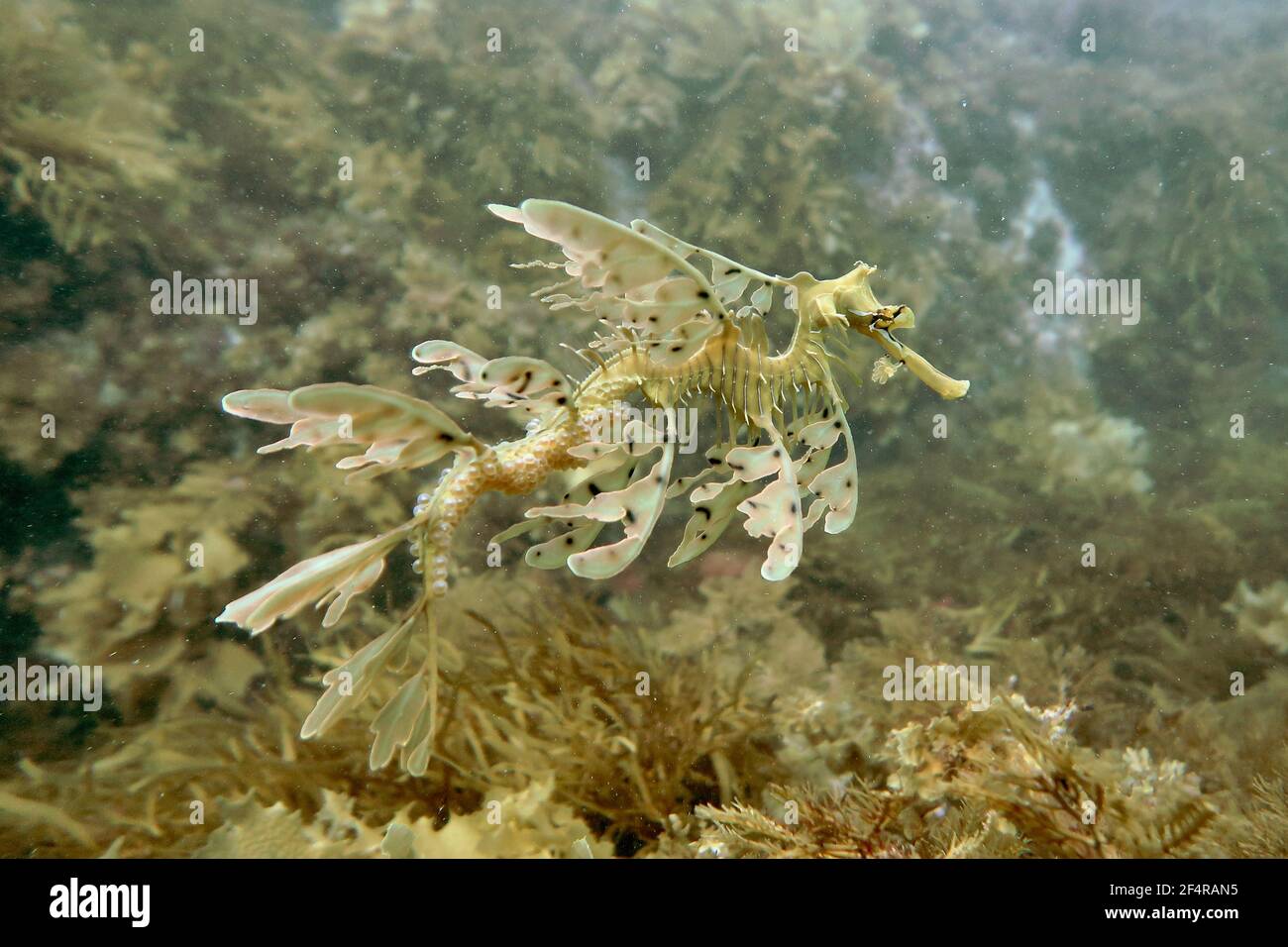 Leafy Sea Dragon Camouflage High Resolution Stock Photography and ...