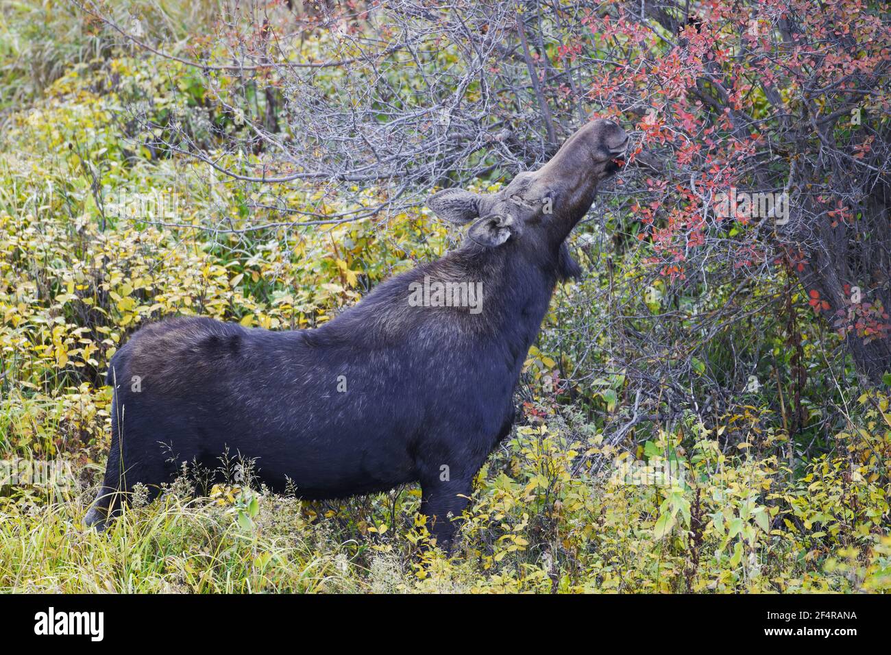 Female moose hi-res stock photography and images - Alamy