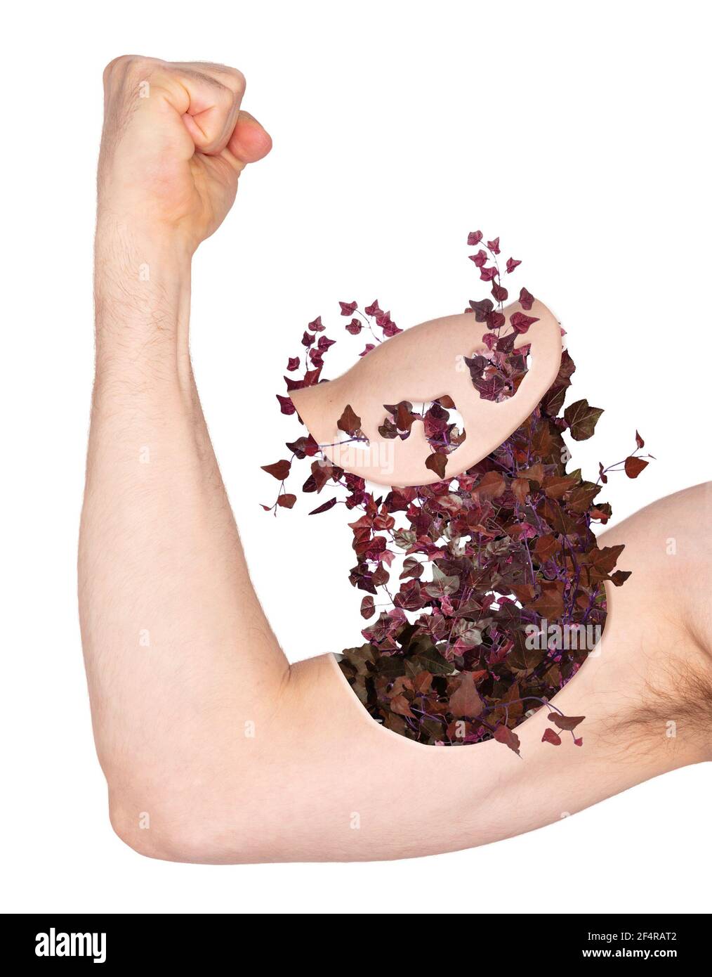 Male arm shows biceps, red ivy growing out of arm, isolated on white ...
