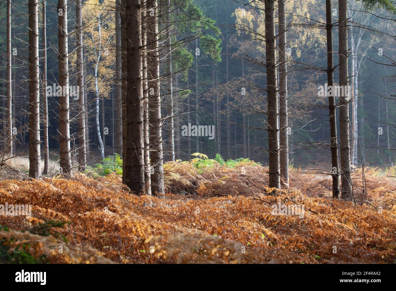 Allerød denmark hi-res stock photography and images - Alamy