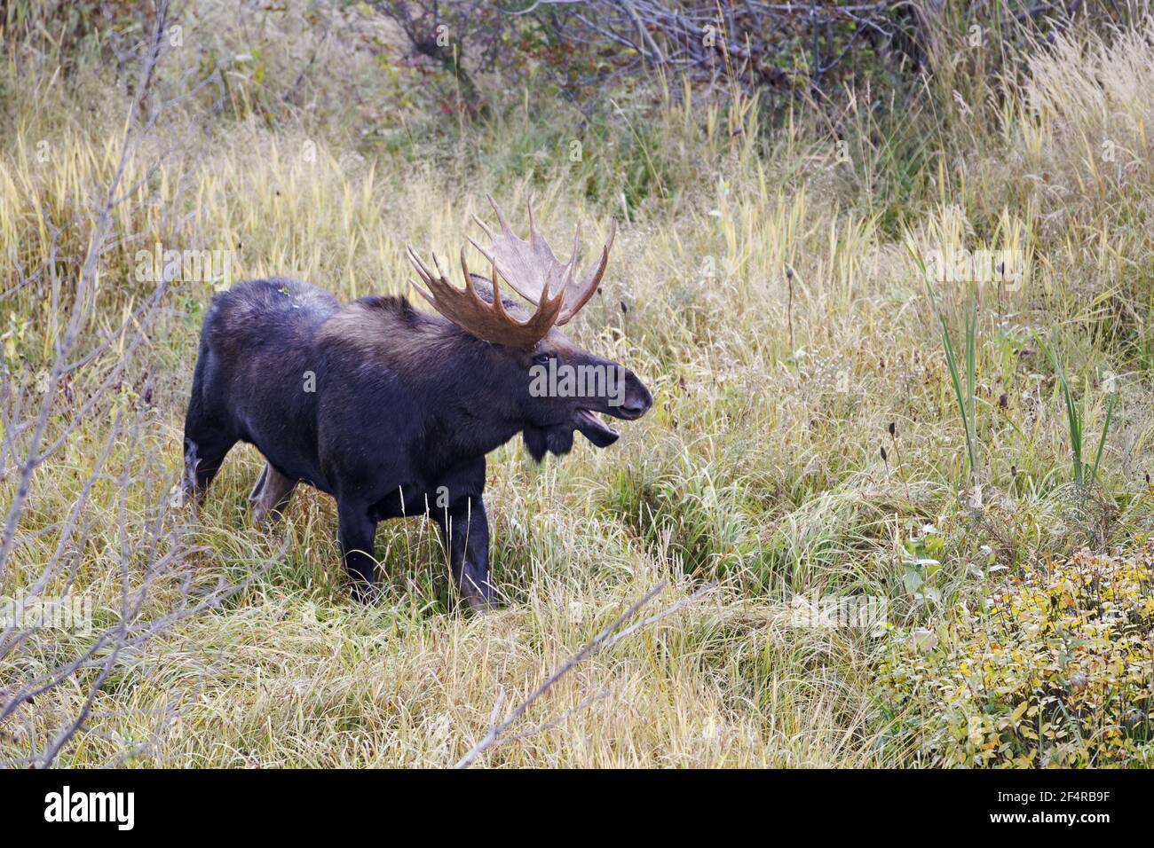 Moose - stag in autumn with full grown antlersAlces alces Grand Tetons ...