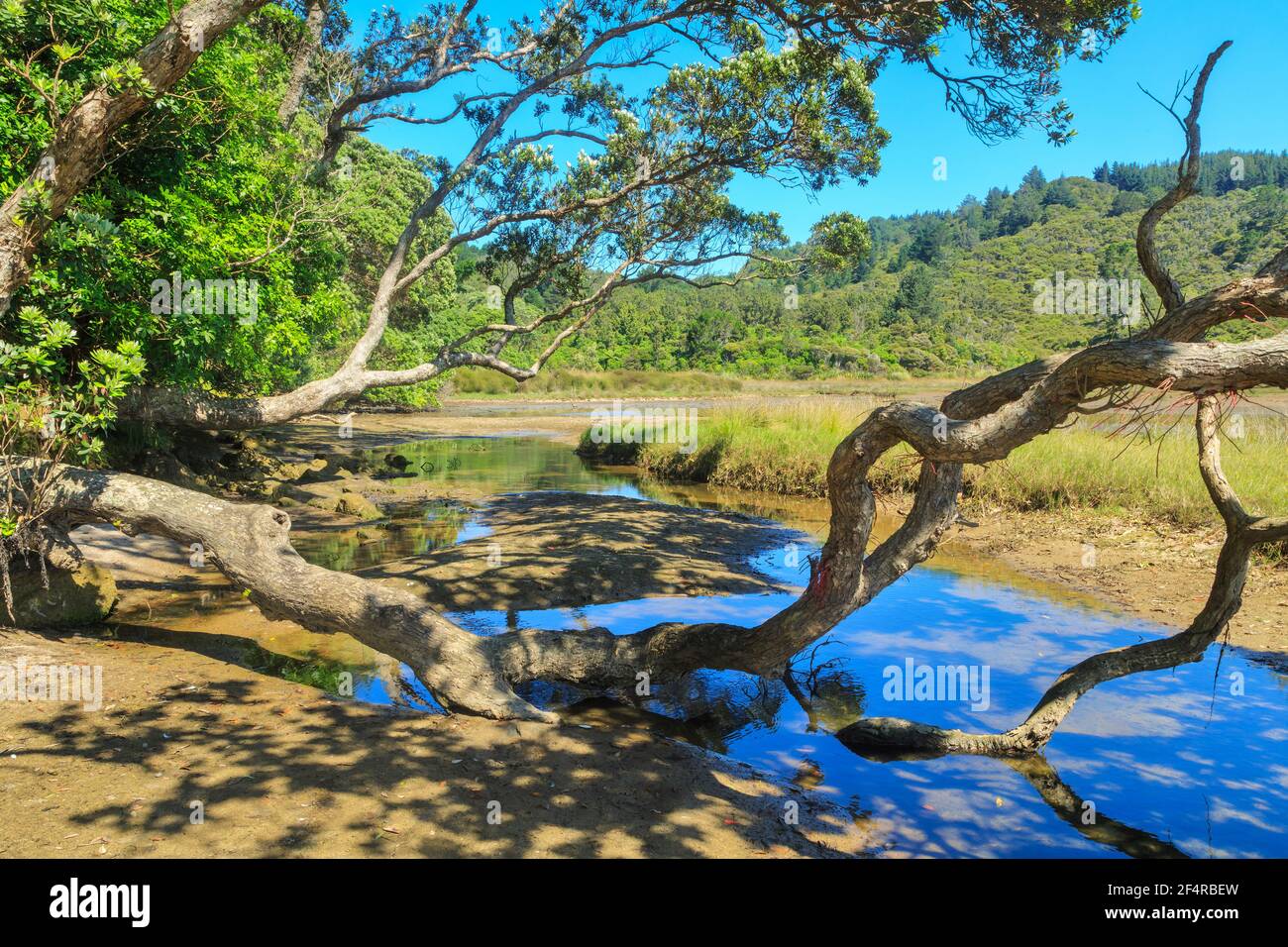 New zealand stream and native plants hi-res stock photography and ...