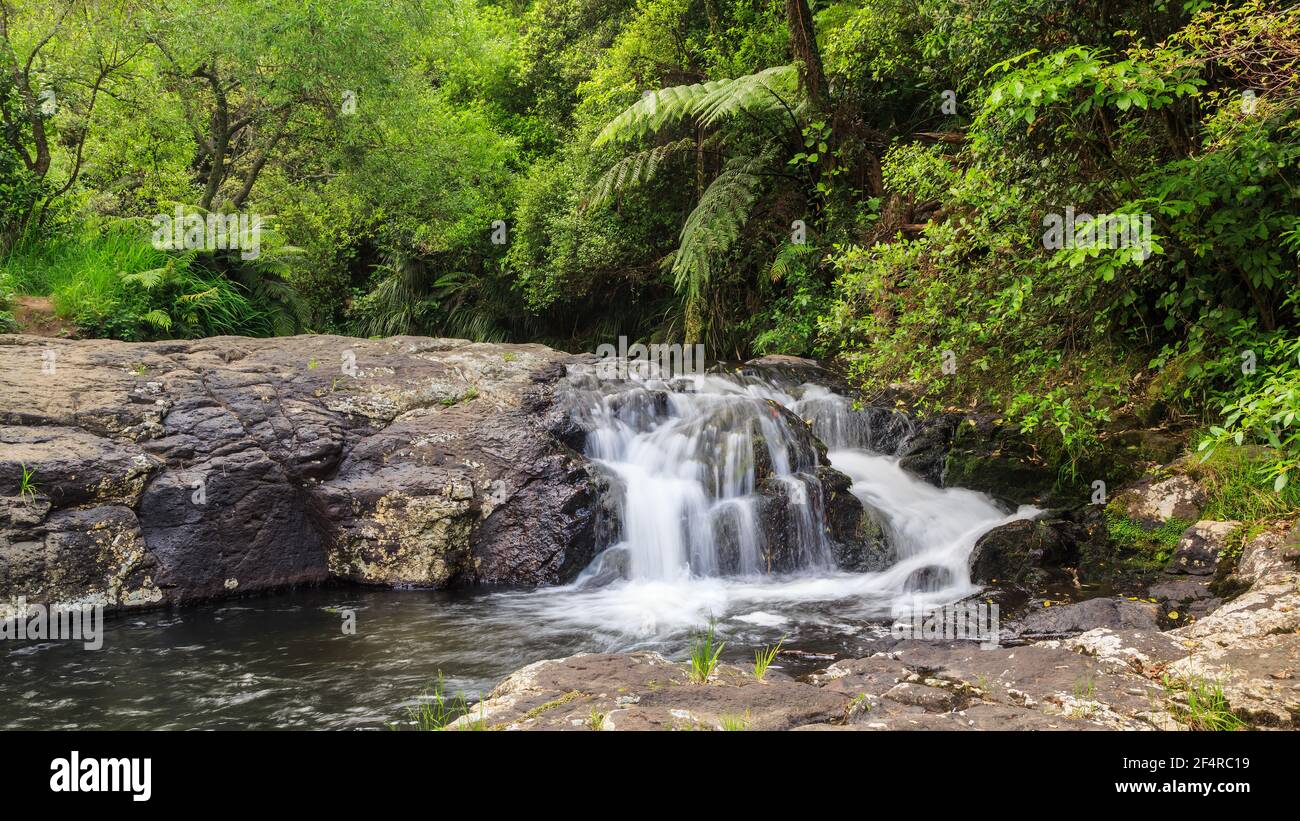 New Zealand forest panorama. A waterfall cascades over a rock ledge ...