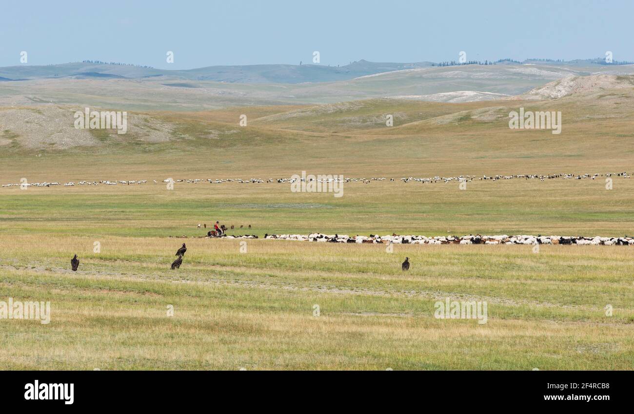 Nomadic farming hi-res stock photography and images - Alamy