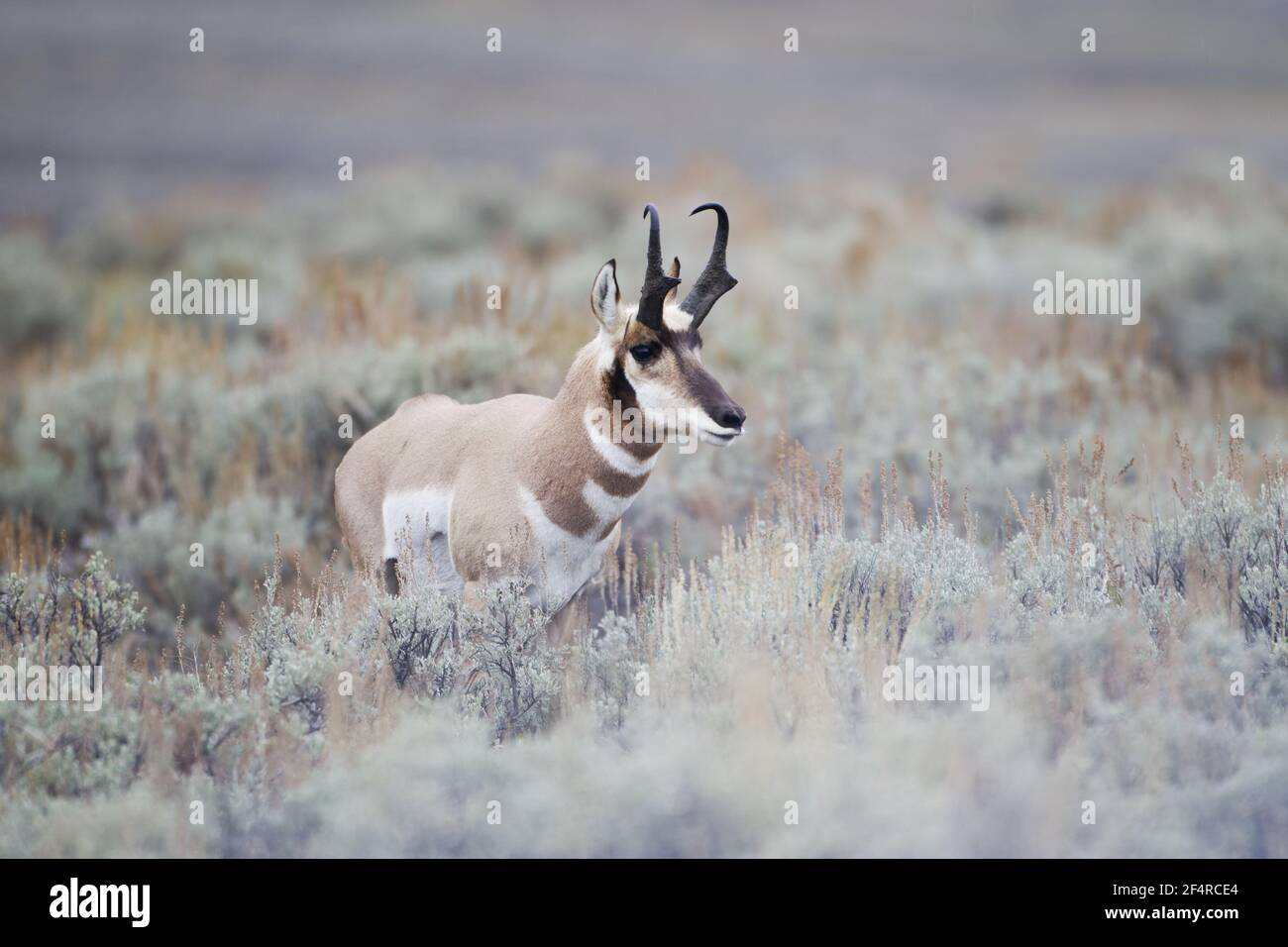 American antelopes hi-res stock photography and images - Alamy