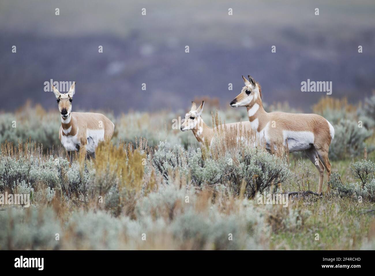 American antelopes hi-res stock photography and images - Alamy