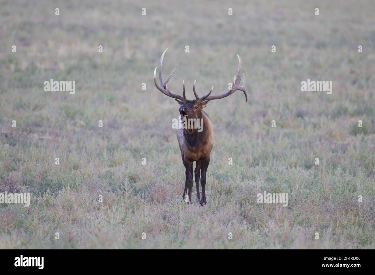 Elk - stag bugling in rutting seasonCervus canadensis Yellowstone ...