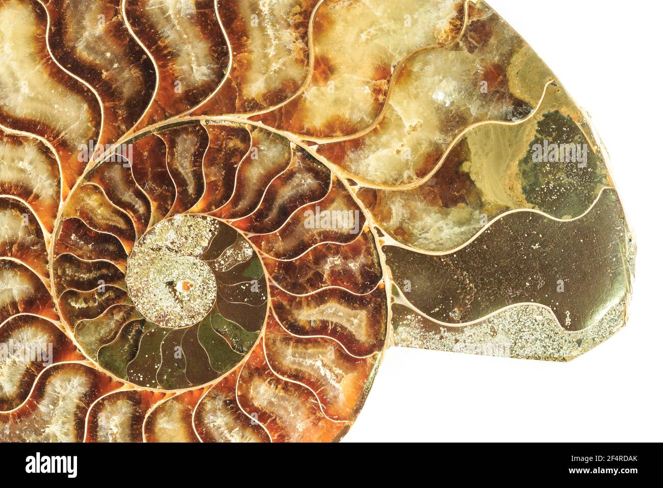 Cross-section of the shell of an ammonite Stock Photo - Alamy