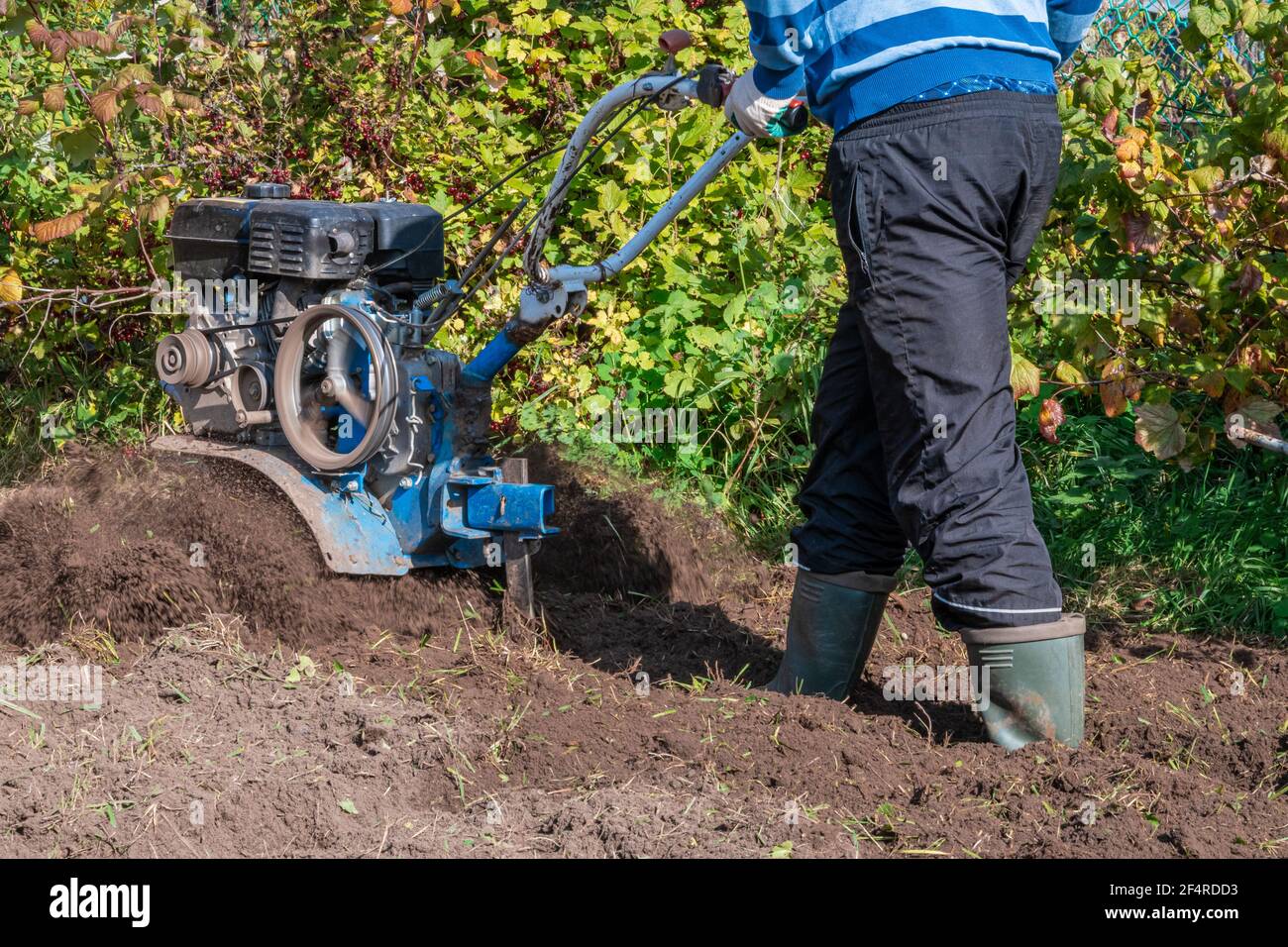 An unrecognizable farmer plows the land with a hand-held motor plow ...