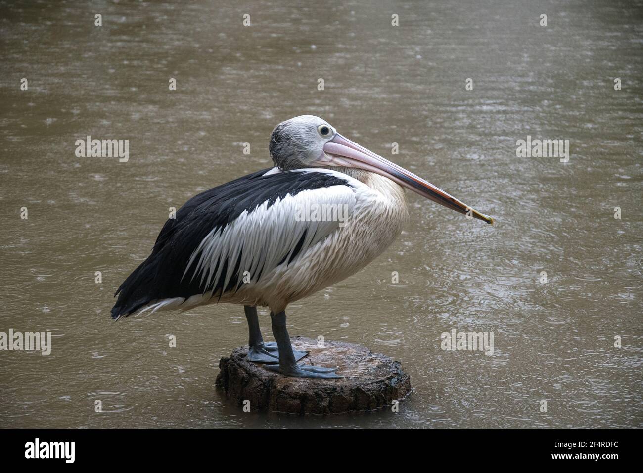 Australian pelican standing on a tree trunk during raining day. Its ...