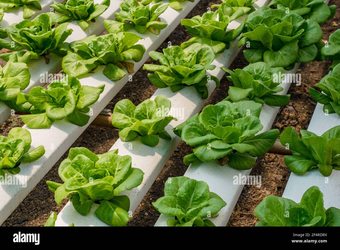 Green oak growing in a trough Planted in a hydroponic system Stock ...