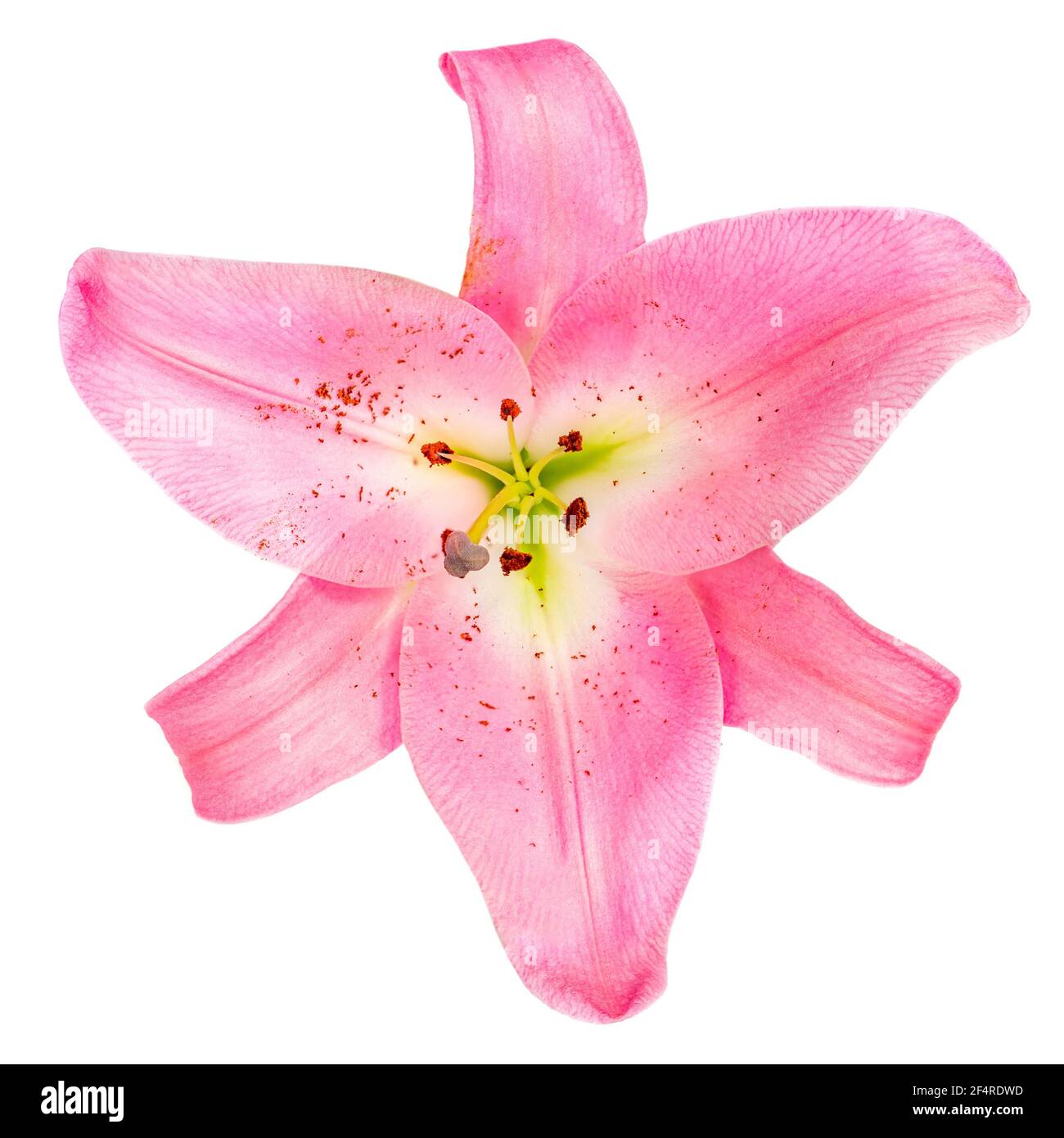 Transparent Pink Lily