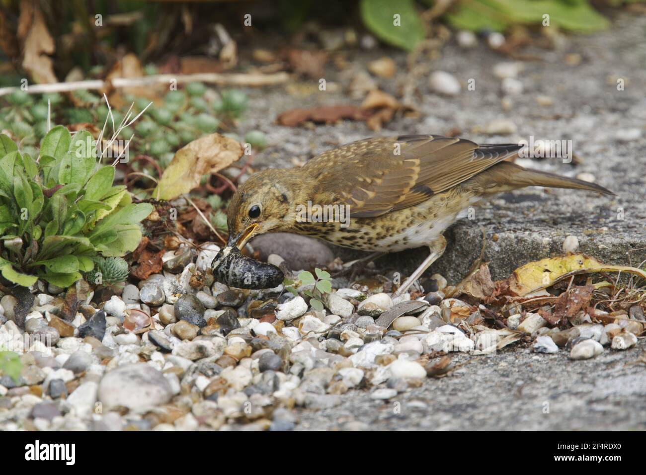 Song thrush eating snail uk hi-res stock photography and images - Alamy