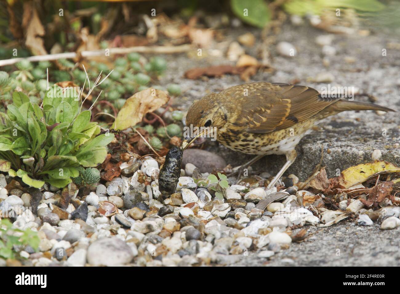 Song thrush eating snail hi-res stock photography and images - Alamy