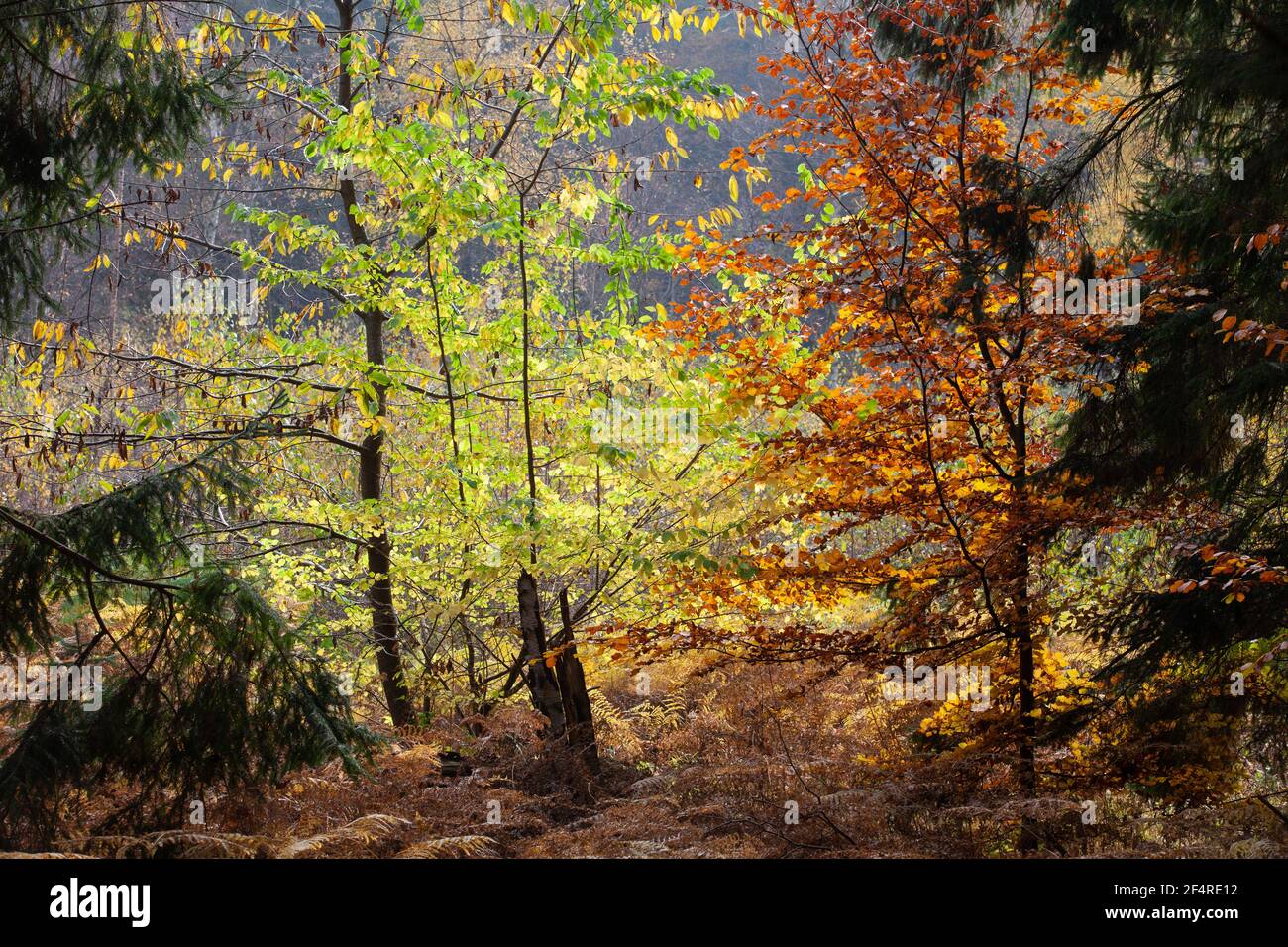 Allerød denmark hi-res stock photography and images - Alamy