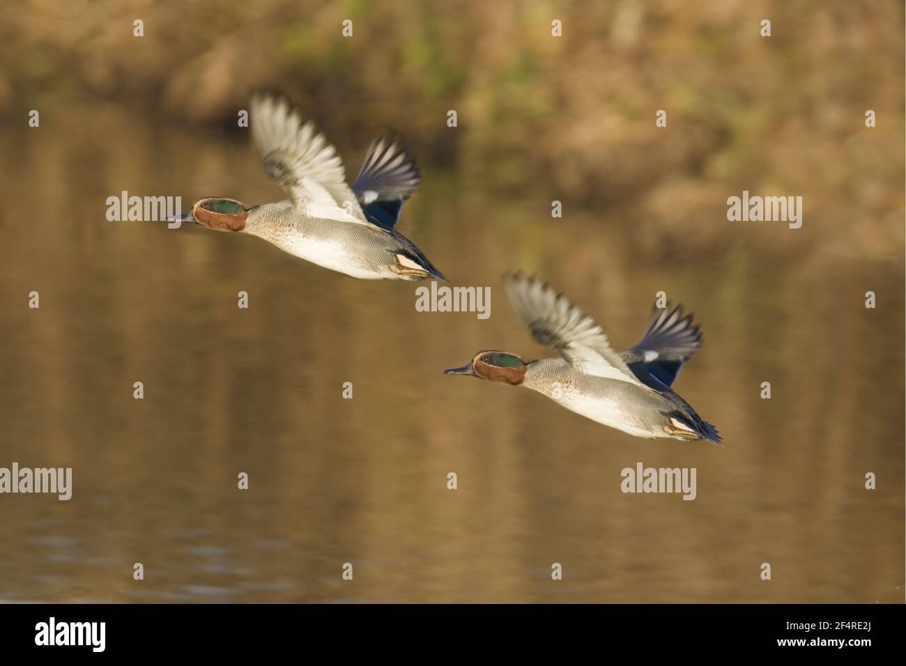 Teal flight uk hi-res stock photography and images - Alamy