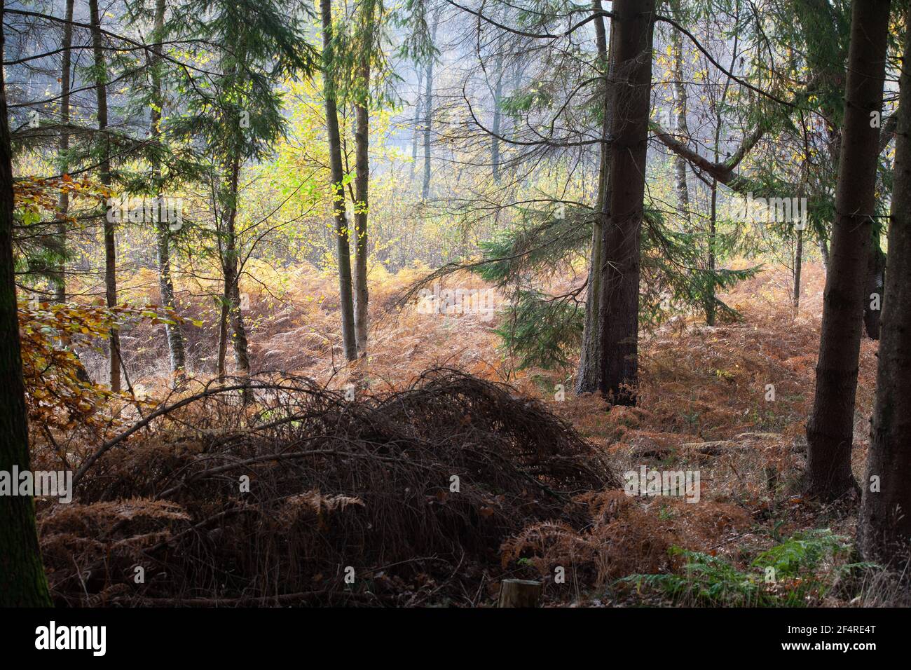 Allerød denmark hi-res stock photography and images - Alamy