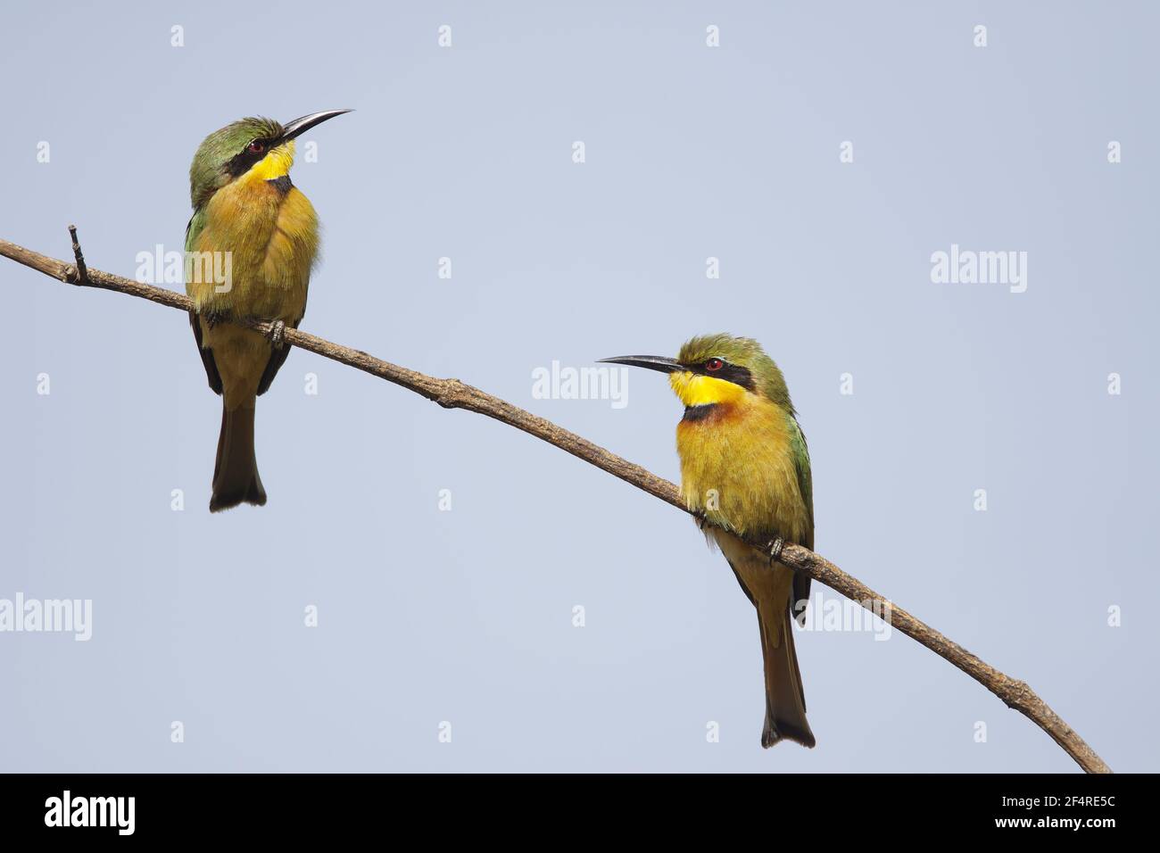 Little Bee Eater Pair High Resolution Stock Photography and Images - Alamy