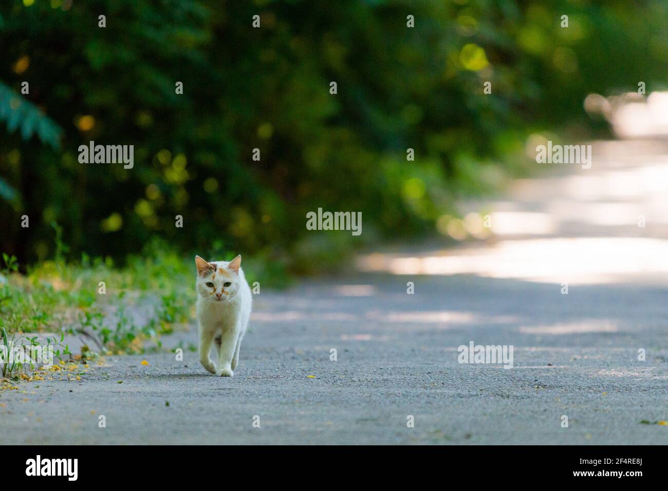 Street cat on a shady alley in the park on a summer day Stock Photo - Alamy