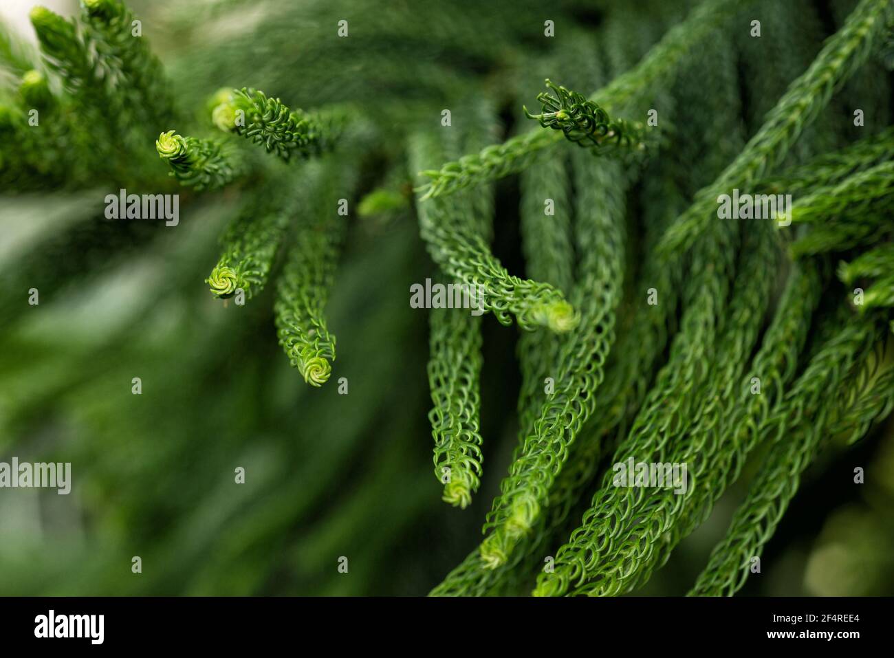 Branches of the Araucaria heterophylla tree Stock Photo - Alamy