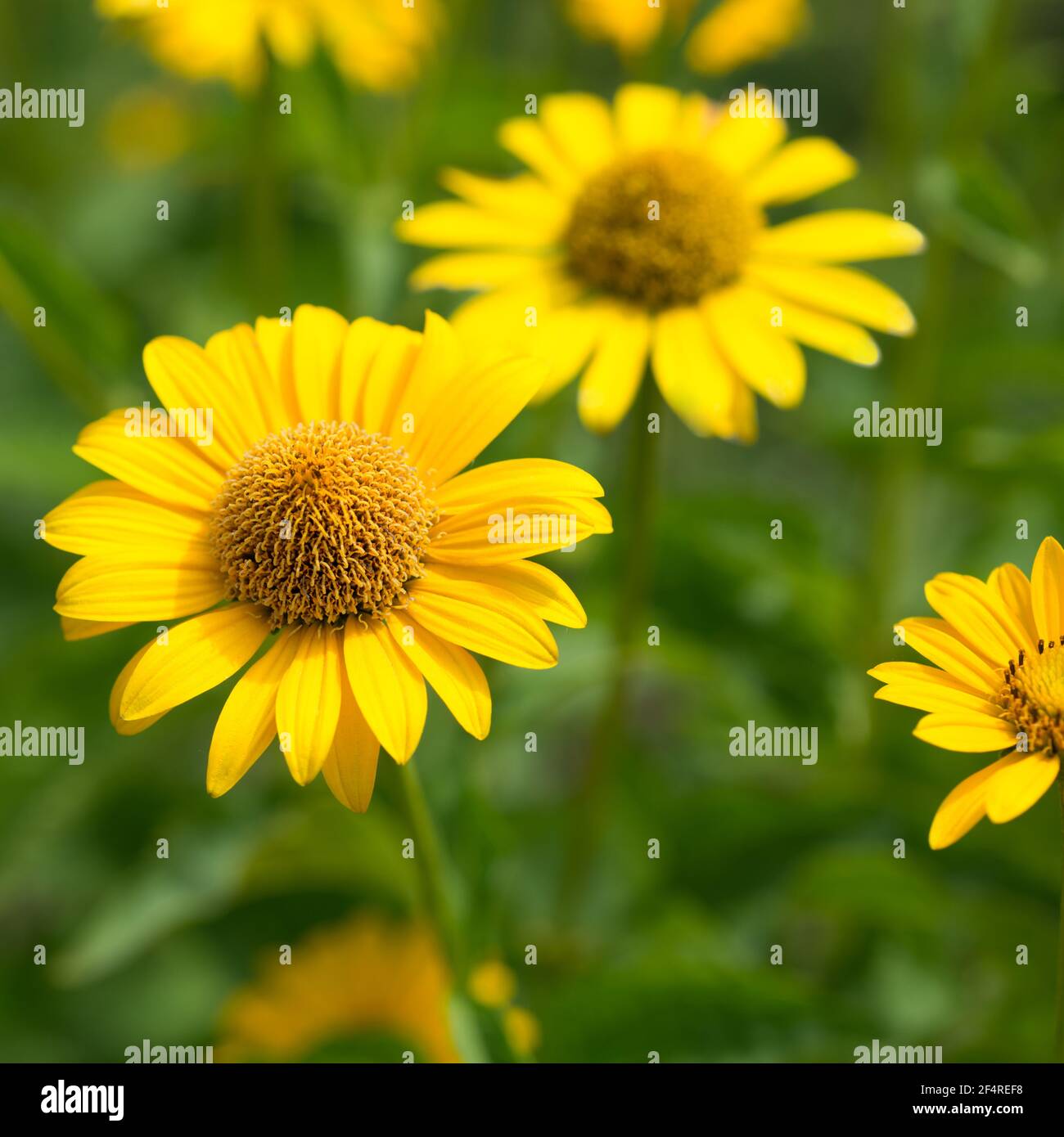 Flowers yellow Heliopsis in the Garden Stock Photo - Alamy