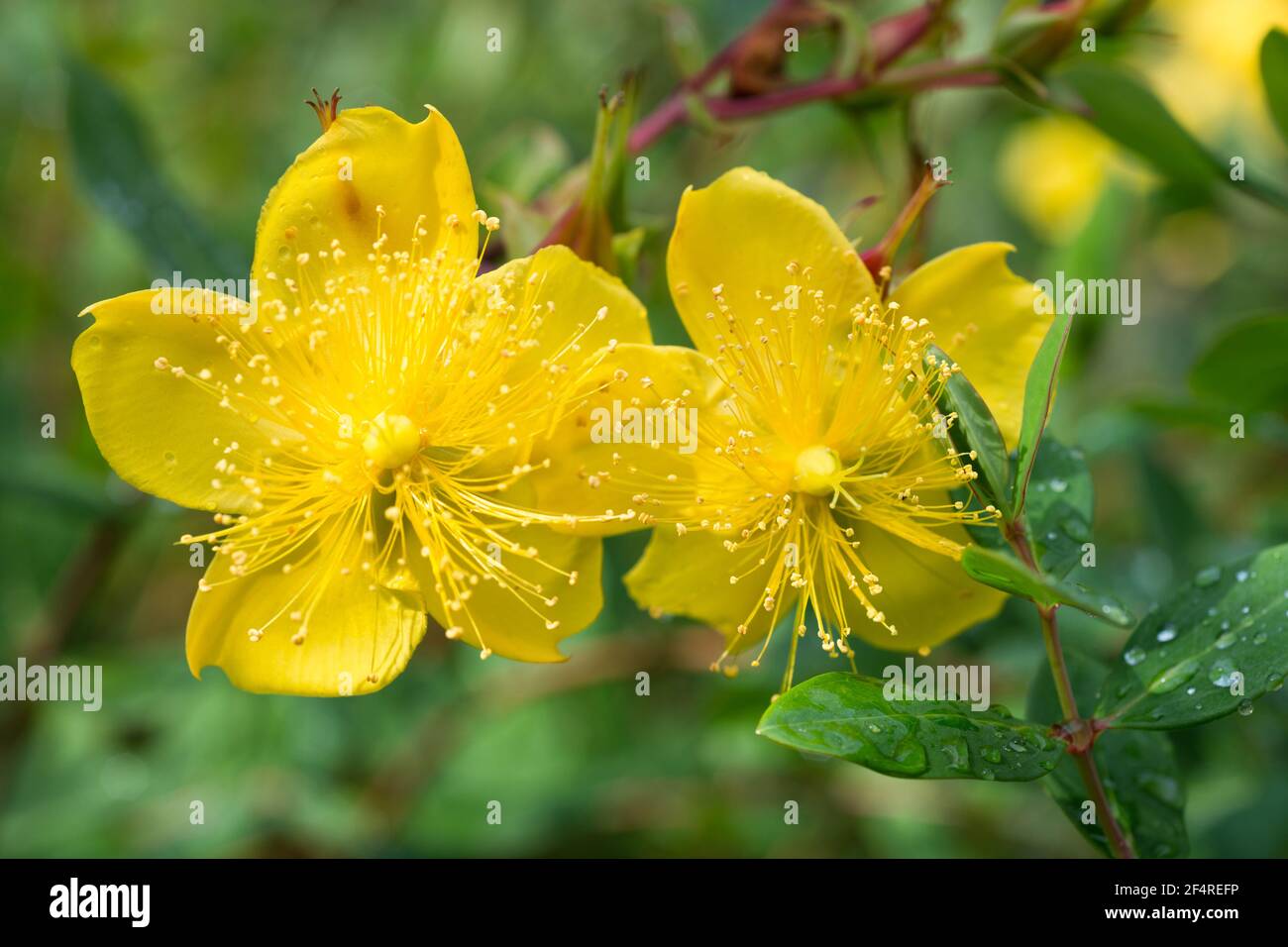 Yellow flower Hypericum perforatum close up Stock Photo - Alamy
