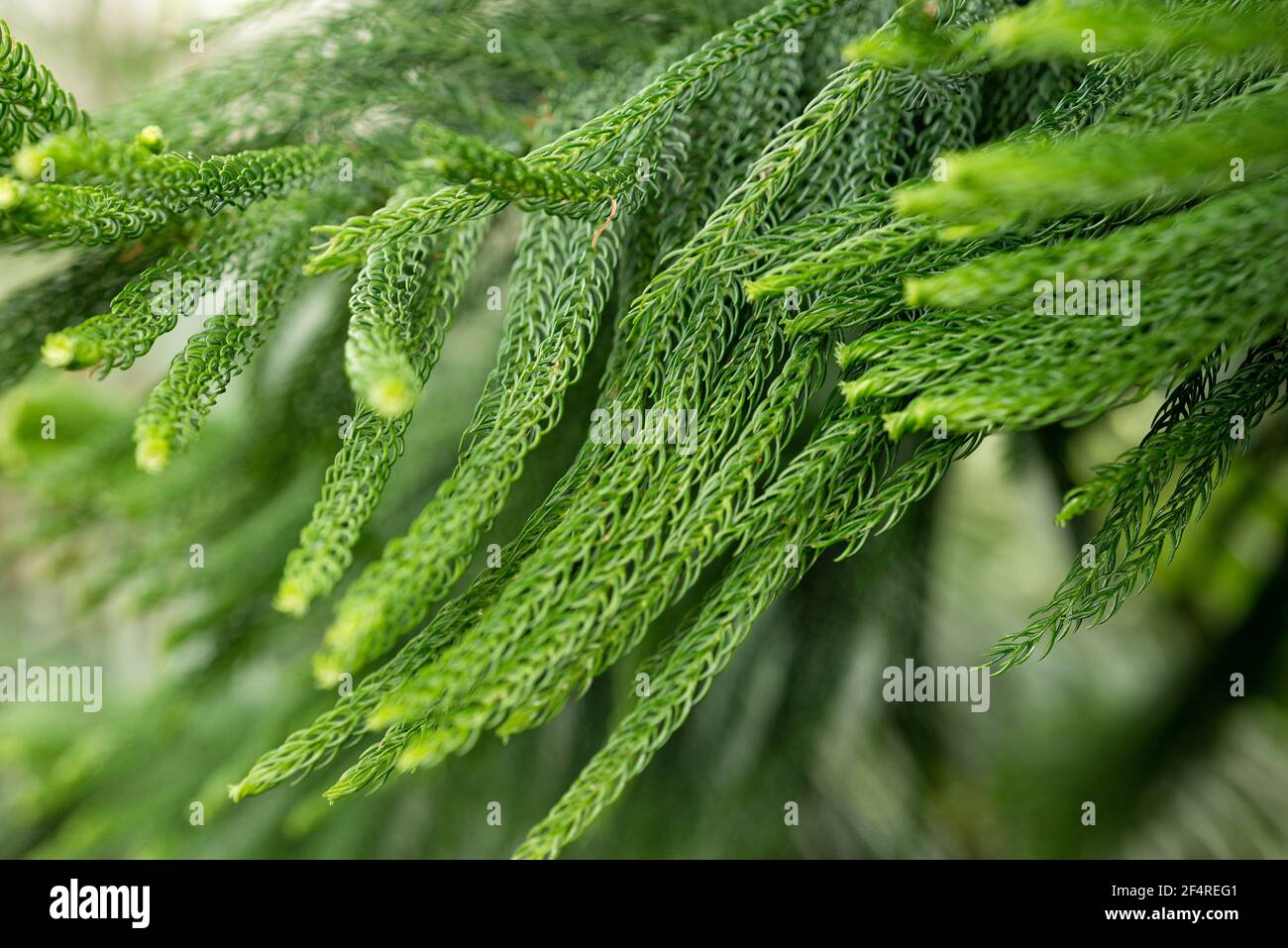 Branches of the Araucaria heterophylla tree Stock Photo - Alamy