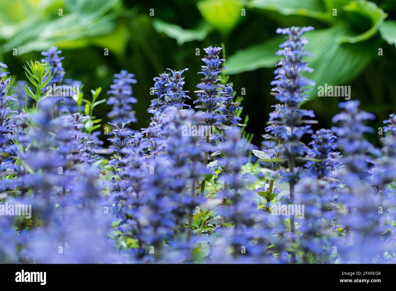 Flower Ajuga blooms in the garden Stock Photo - Alamy